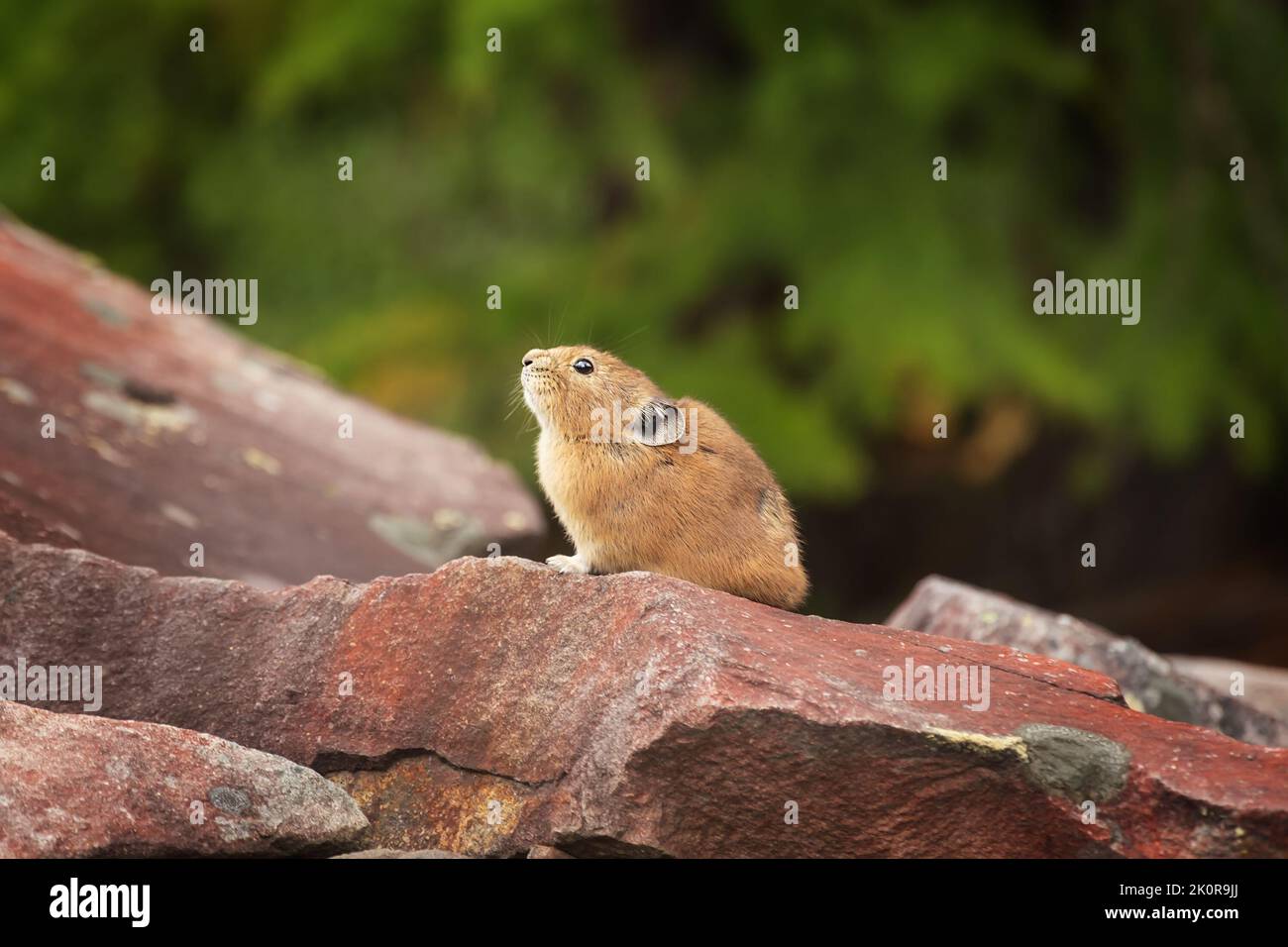 Pika pika hi-res stock photography and images - Alamy