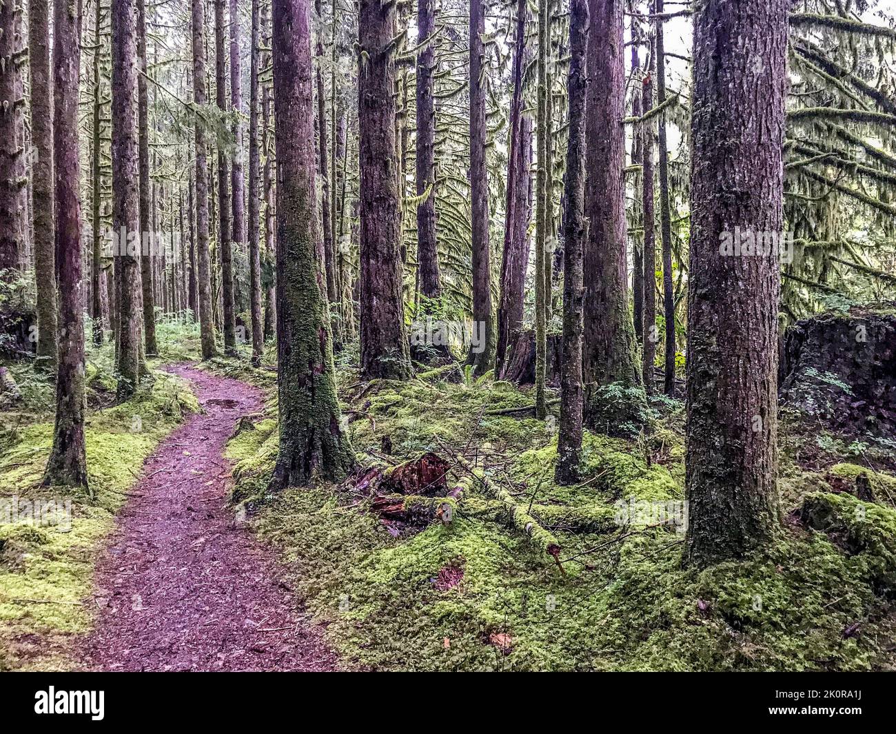 A pathway in the middle of the trees in the forest Stock Photo - Alamy