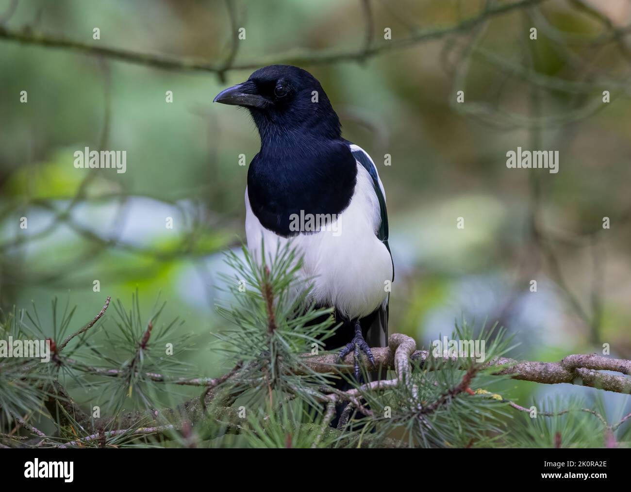 Beautiful magpie hi-res stock photography and images - Alamy