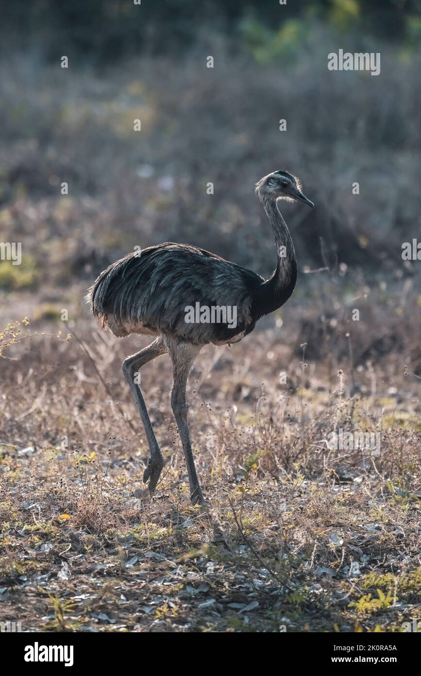Greater Rhea, Rhea americana, Pantanal,Brazil Stock Photo - Alamy