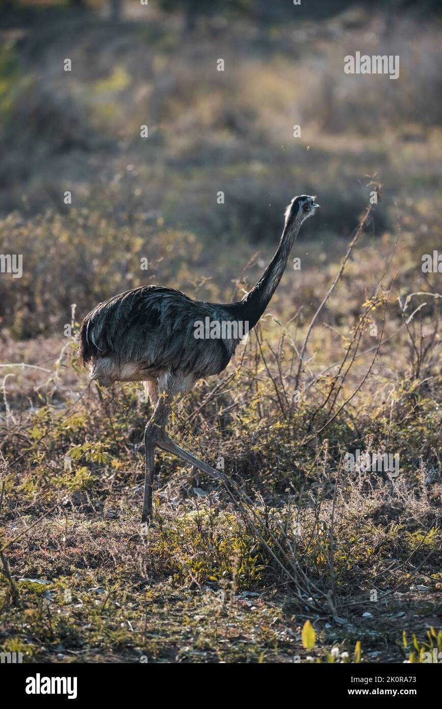 Greater Rhea, Rhea americana, Pantanal,Brazil Stock Photo - Alamy