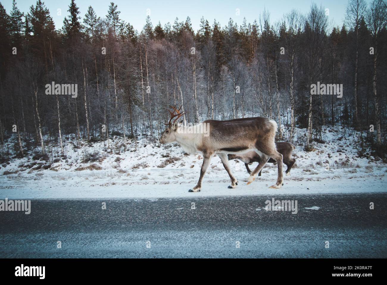 Lapland christmas sleigh hi-res stock photography and images - Alamy