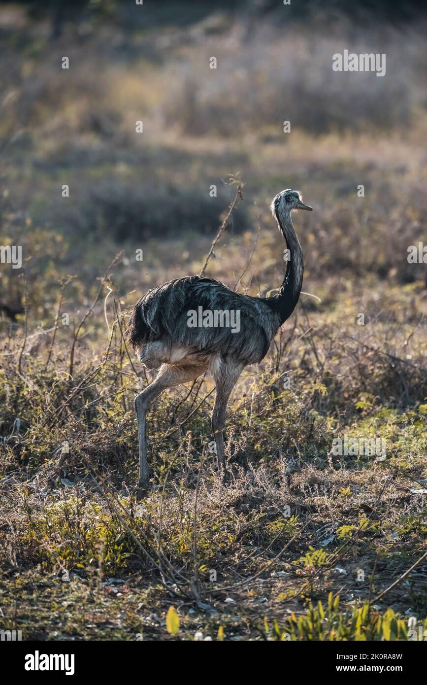 Greater Rhea, Rhea americana, Pantanal,Brazil Stock Photo - Alamy