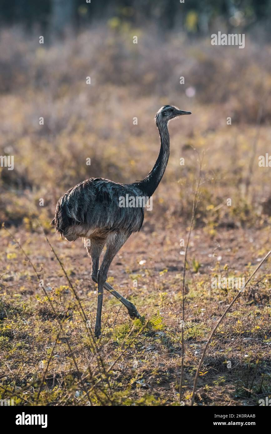 Greater Rhea, Rhea americana, Pantanal,Brazil Stock Photo - Alamy