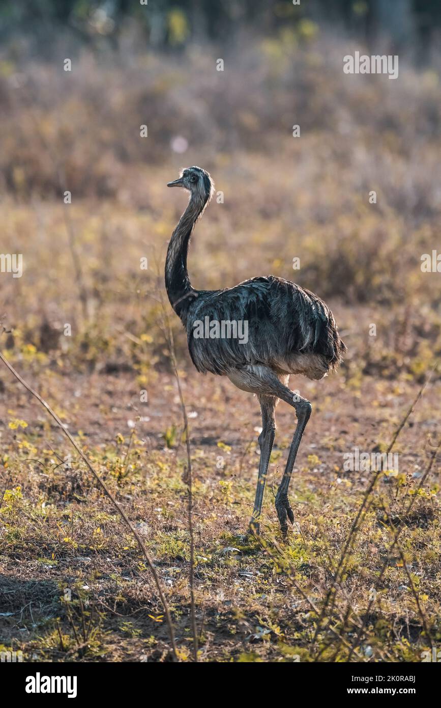 Greater Rhea, Rhea americana, Pantanal,Brazil Stock Photo - Alamy