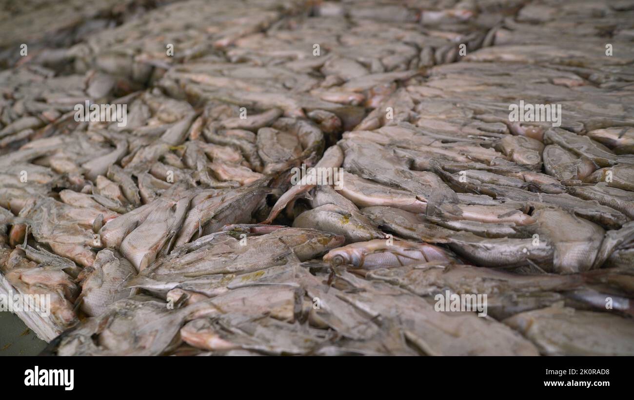 Frozen fish in production. Fish factory sorting packaging frozen fish ...