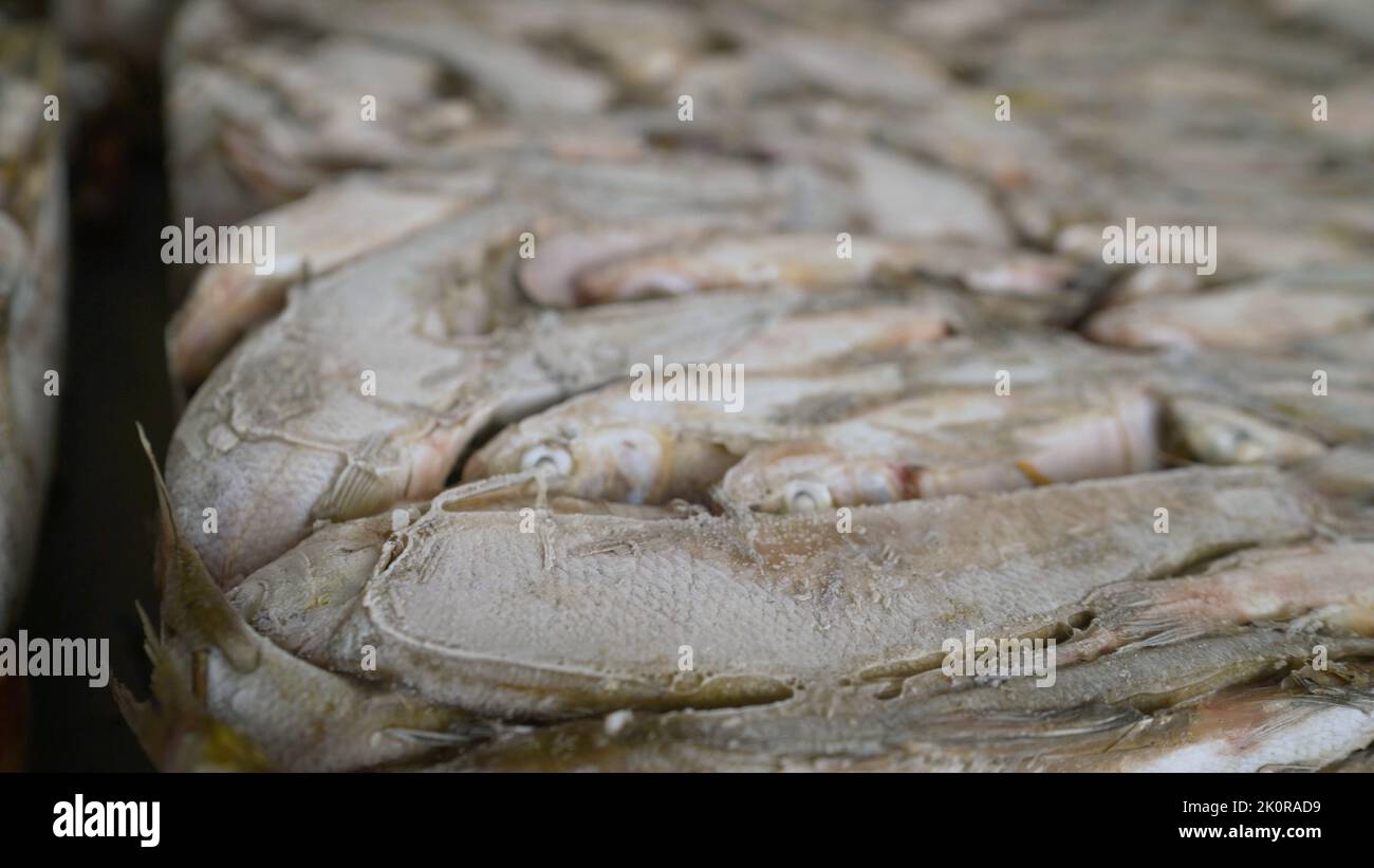 Frozen sprat brick on the ice. Organic small fish production. Fish ...