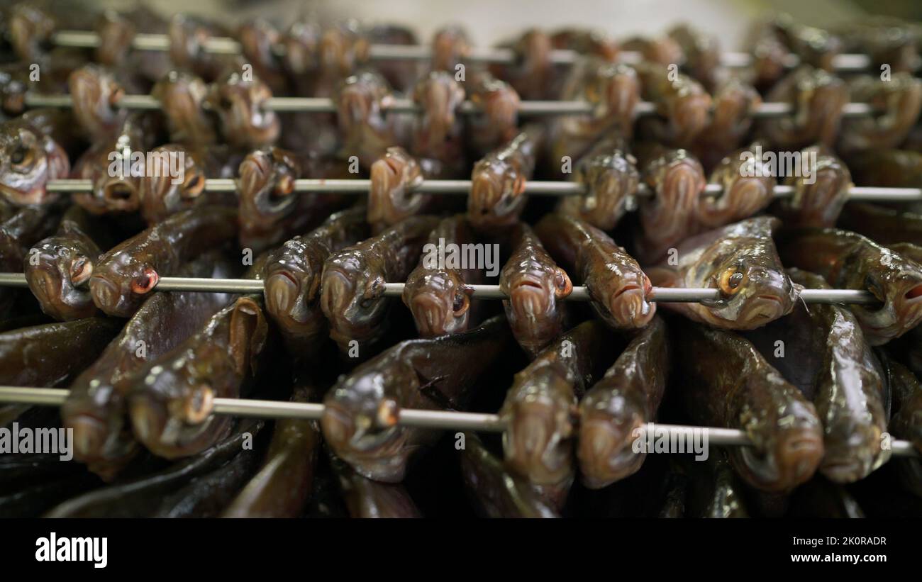 Fish on stainless needles. Sun-dried sea stockfish dried, dried flakes ... Fish on stainless needles. Sun-dried sea stockfish dried, dried flakes ...