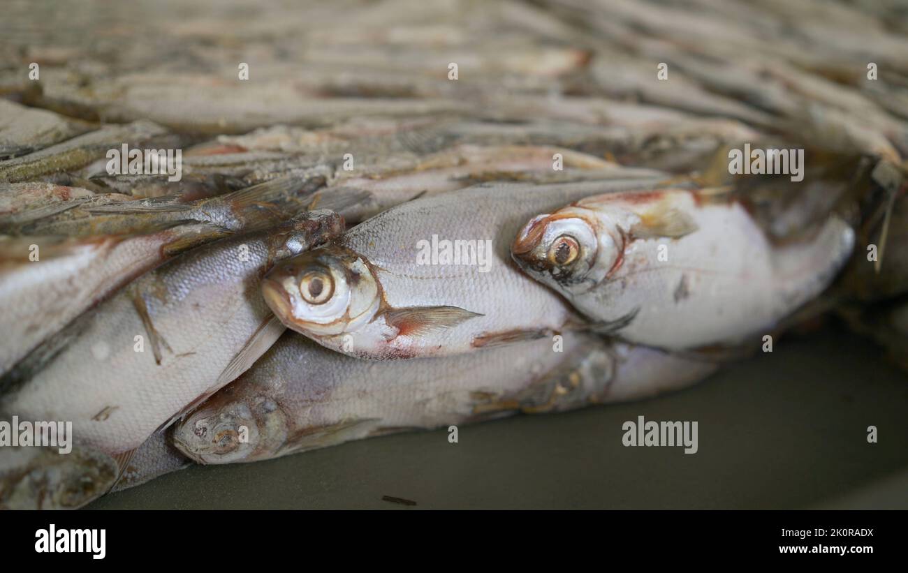 Frozen sprat brick on the ice. Organic small fish production. Fish ...