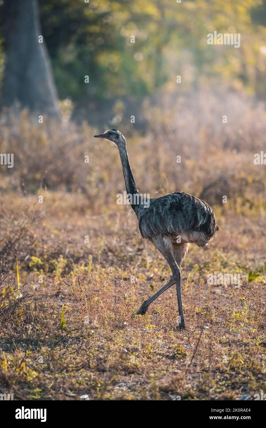 Greater Rhea, Rhea americana, Pantanal,Brazil Stock Photo - Alamy