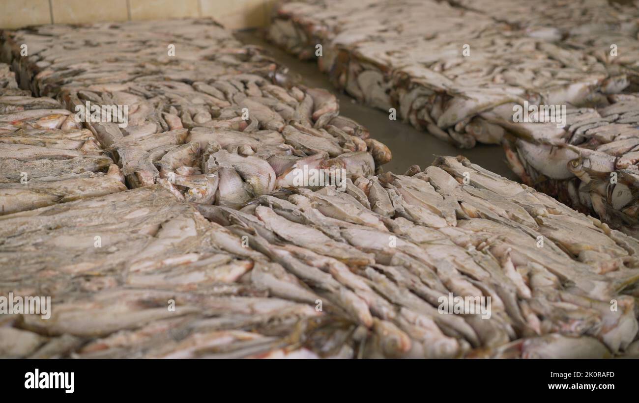 Frozen fish plant hi-res stock photography and images - Alamy