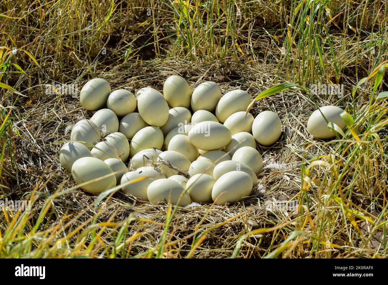 Rhea eggs hi-res stock photography and images - Alamy