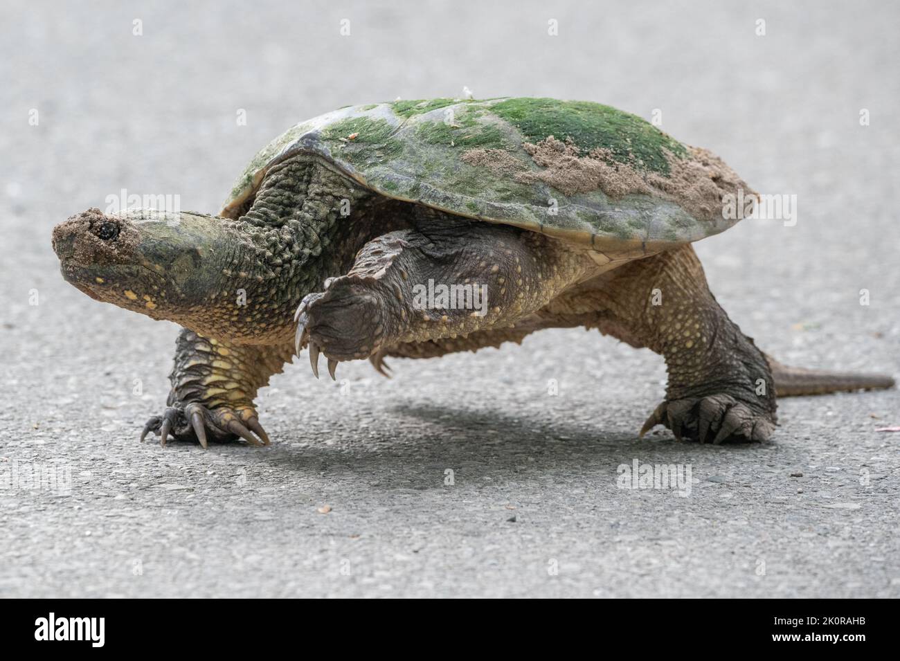 Snapping turtle cute reptile hi-res stock photography and images - Alamy