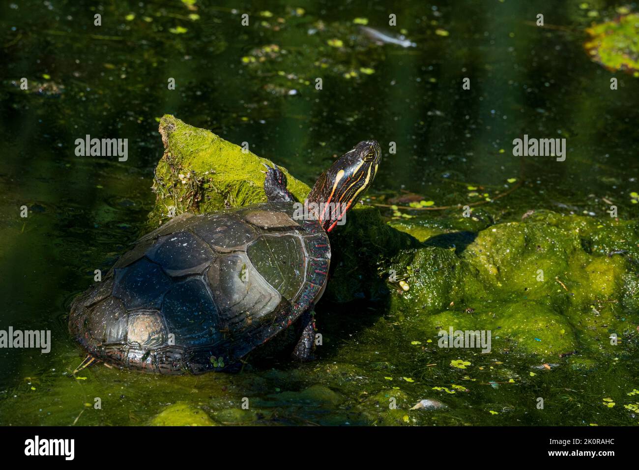 A turtle in a pond during daytime Stock Photo - Alamy