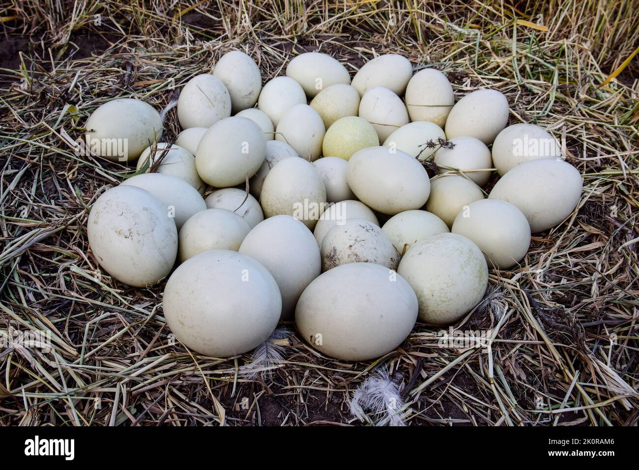 Rhea eggs hi-res stock photography and images - Alamy