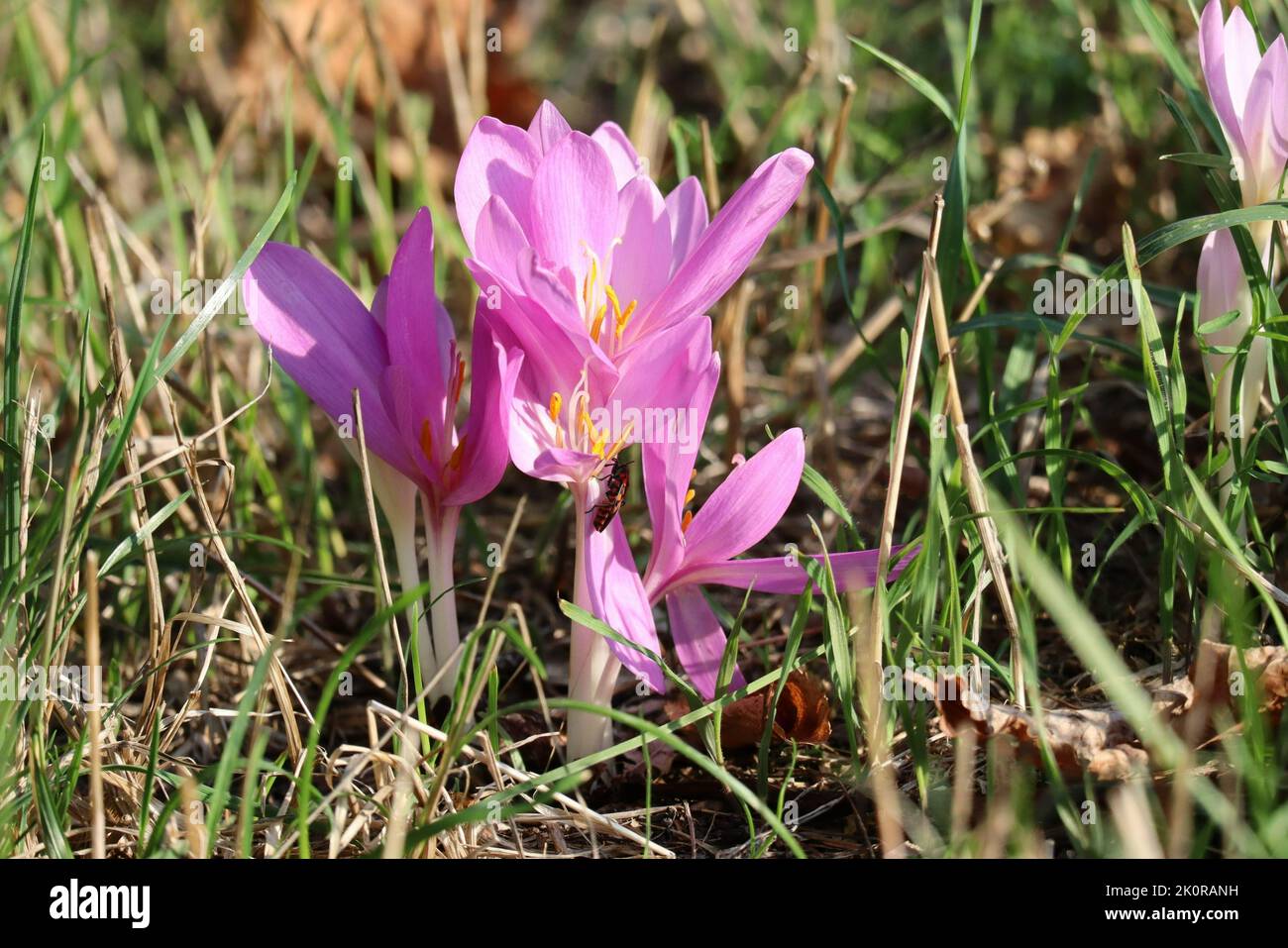 Plant in all parts of poisonous hi-res stock photography and images - Alamy