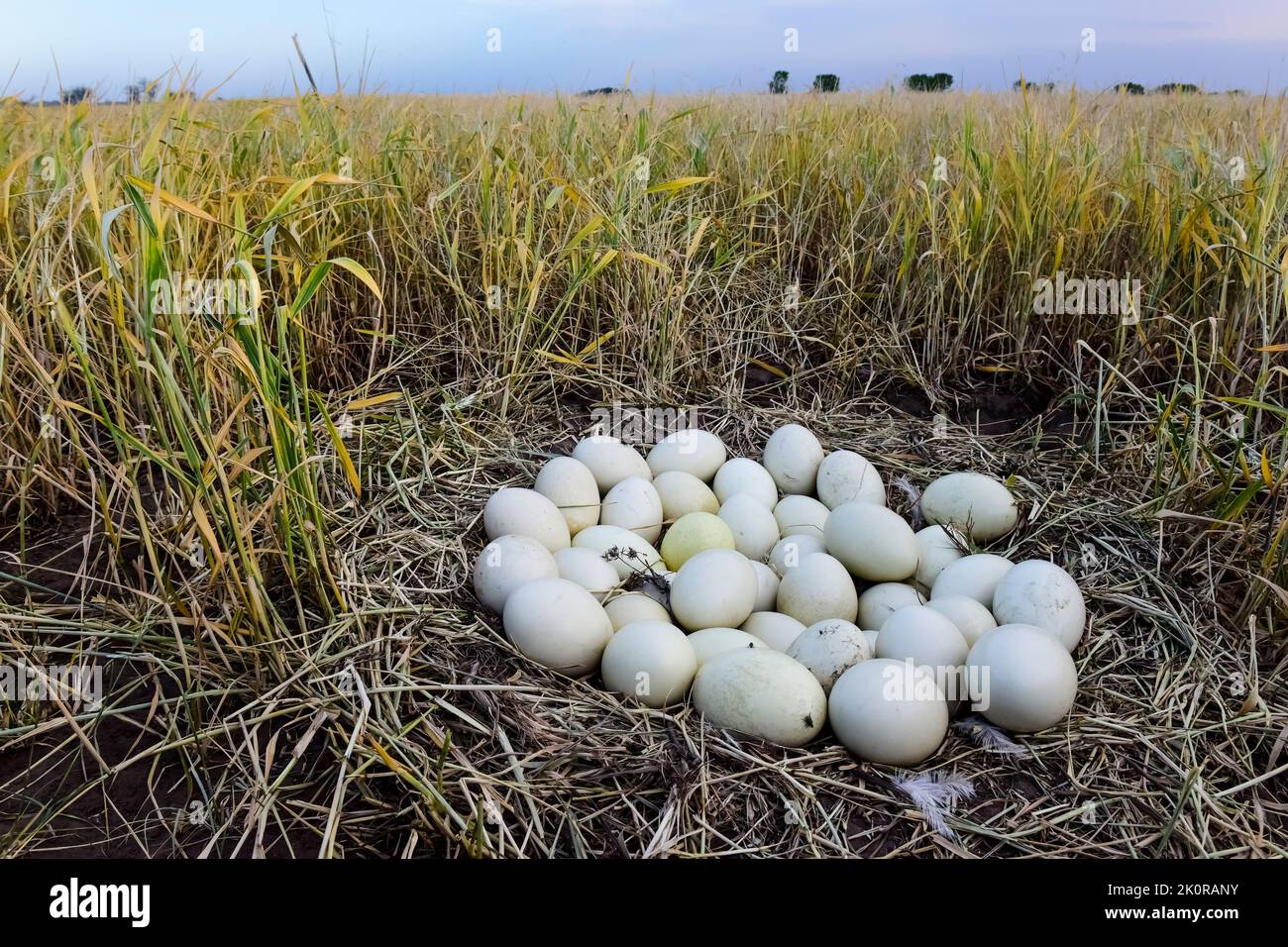 Rhea eggs hi-res stock photography and images - Alamy