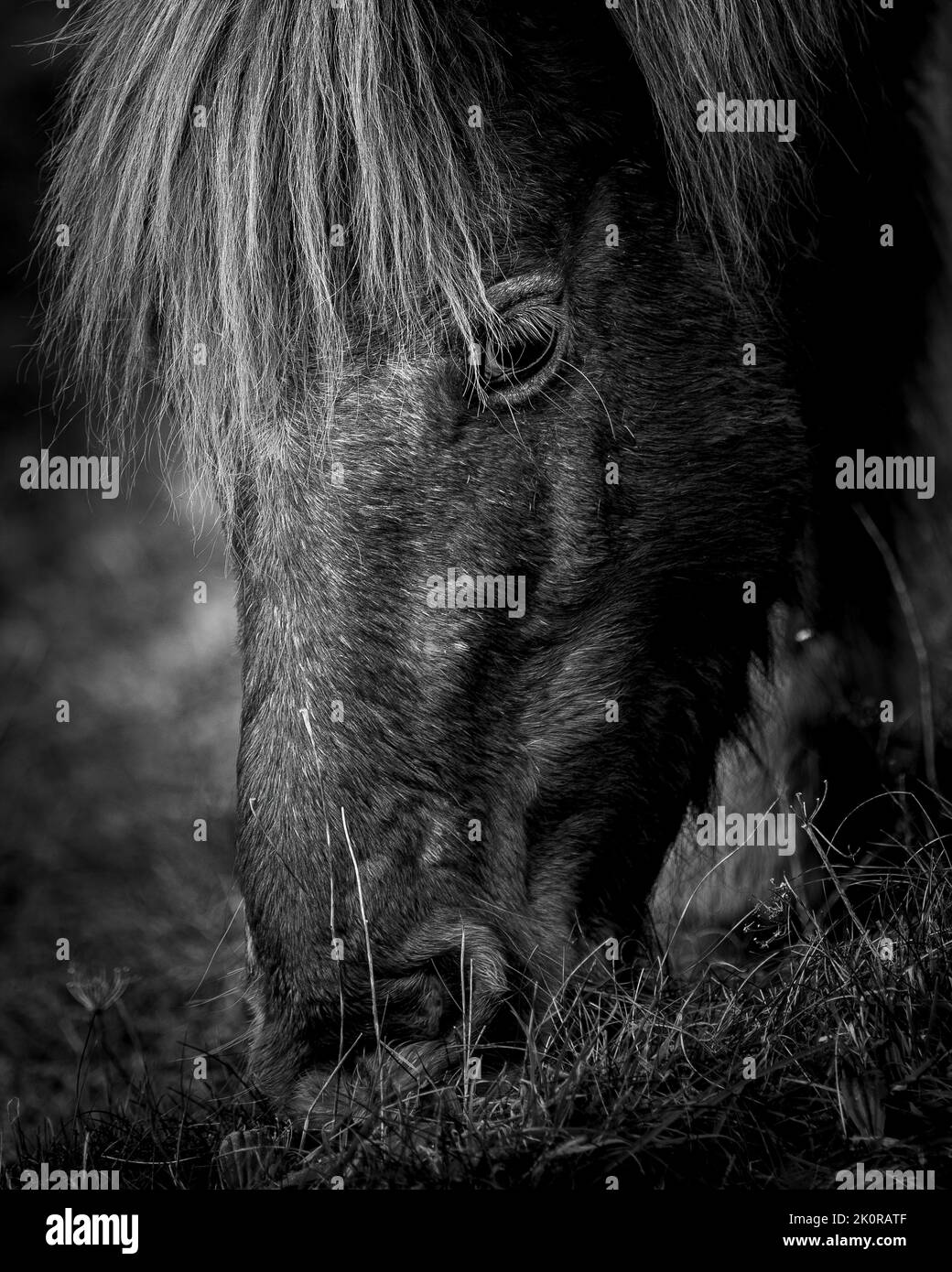 Ponies head hi-res stock photography and images - Alamy