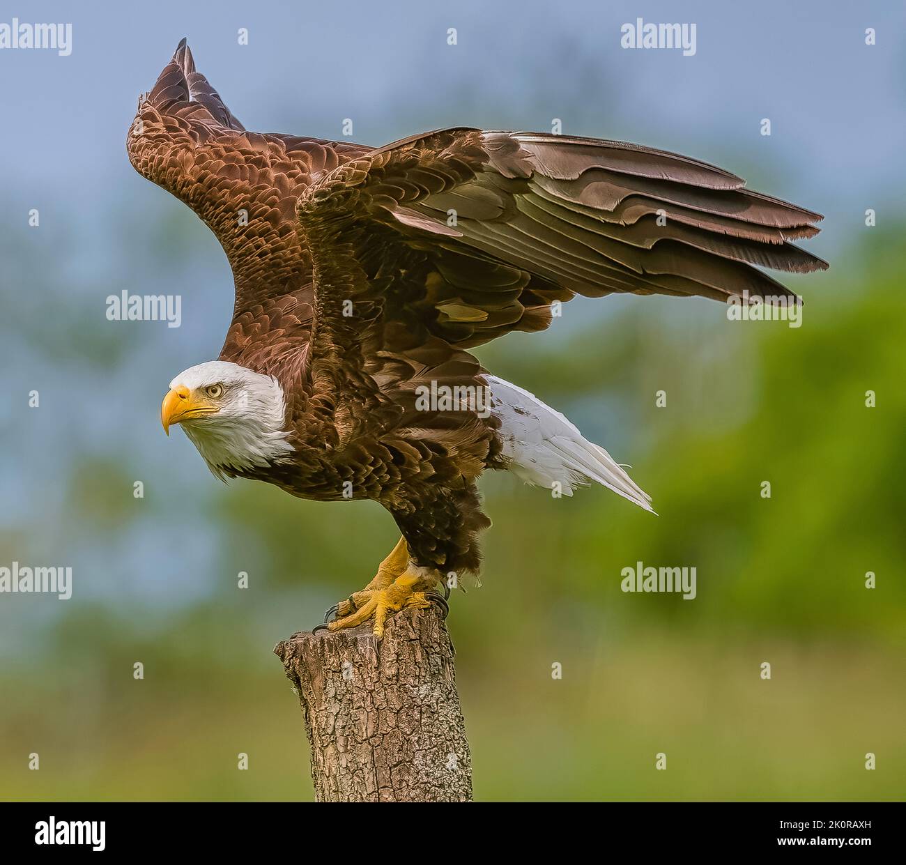 A bald eagle standing on a broken tree trunk spreading its wings ...