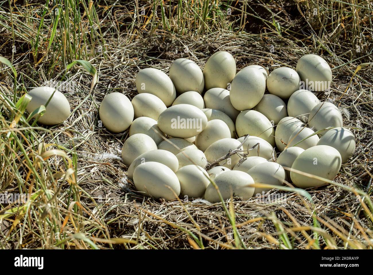 Rhea eggs.La Pampa Argentina Stock Photo - Alamy