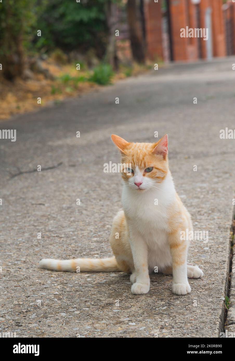 Tabby and white cat sitting Stock Photo - Alamy