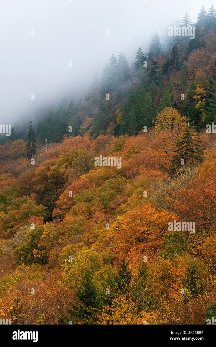 Autumn color peeks out of the afternoon mist in the oconaluftee valey ...
