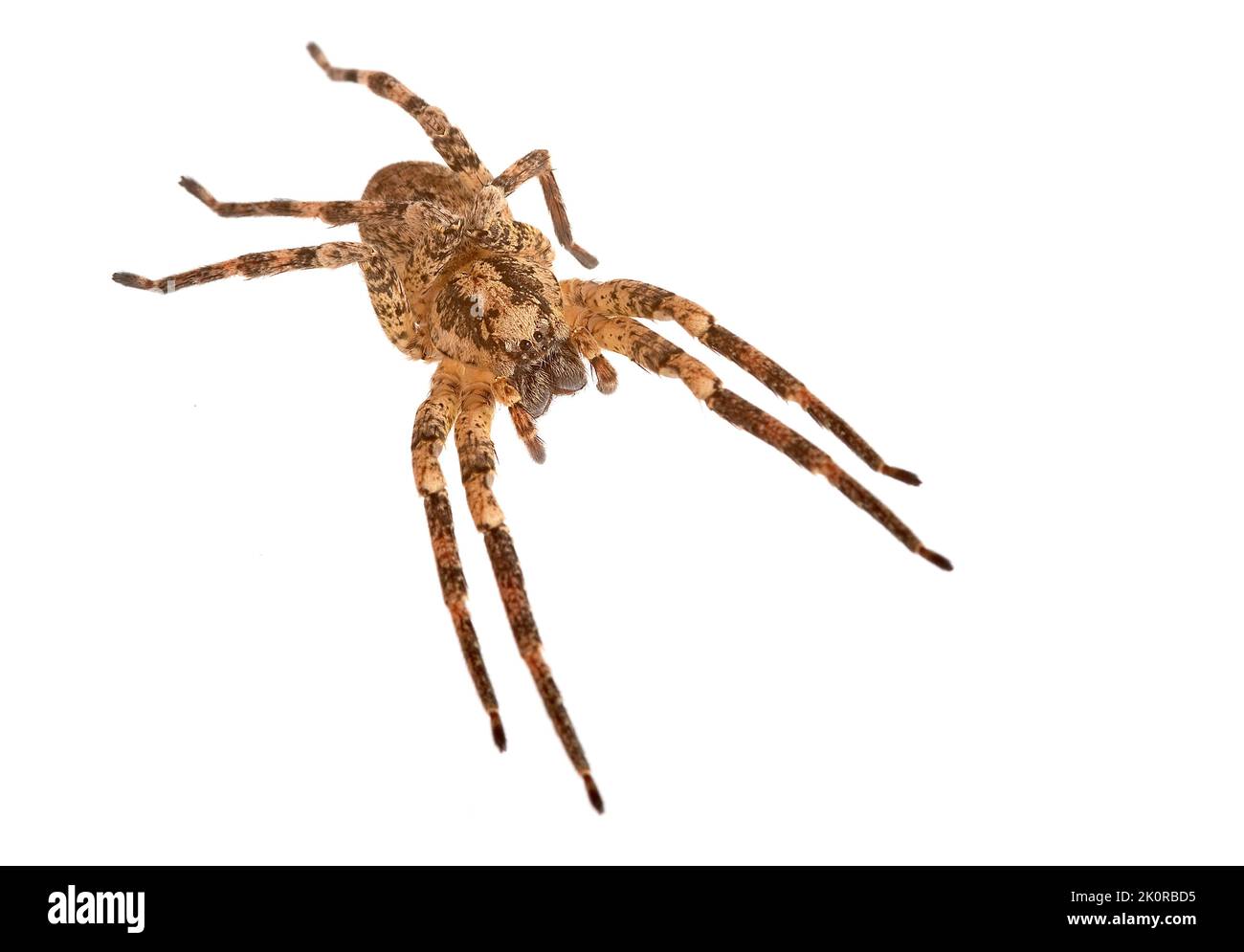 Curl hunt spider hi-res stock photography and images - Alamy