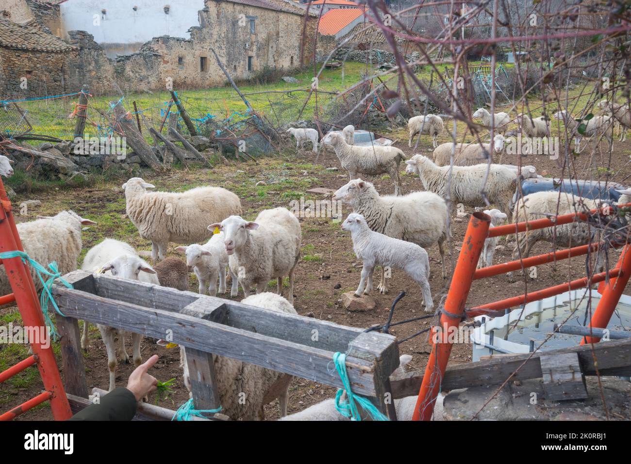 Flock of sheep in a pen Stock Photo - Alamy