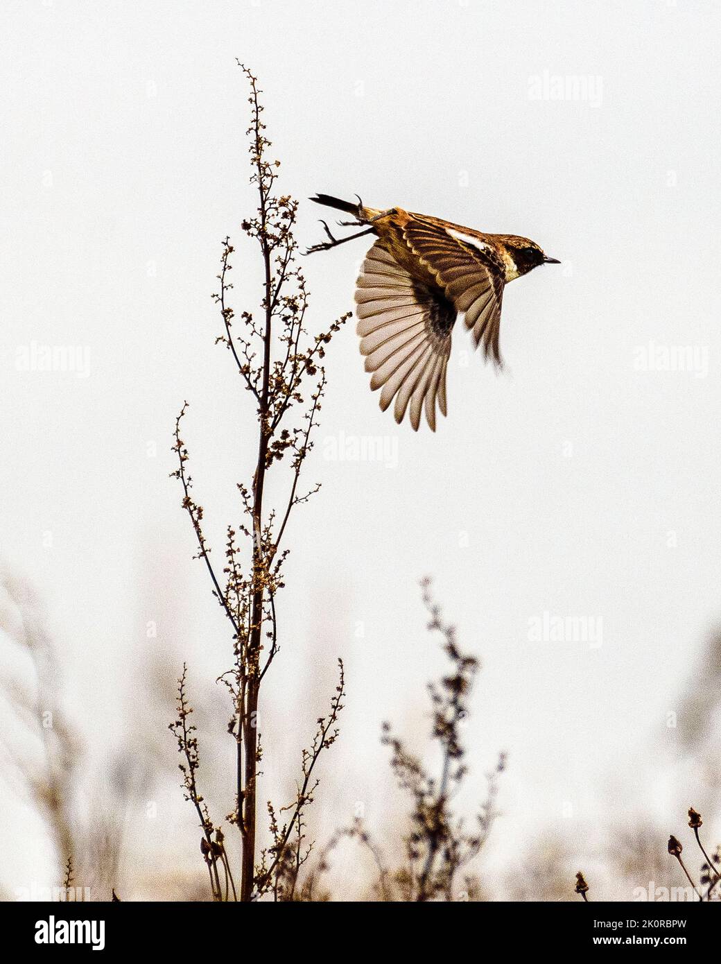 Bird in flight. House sparrow just taking off from its perch of some ...