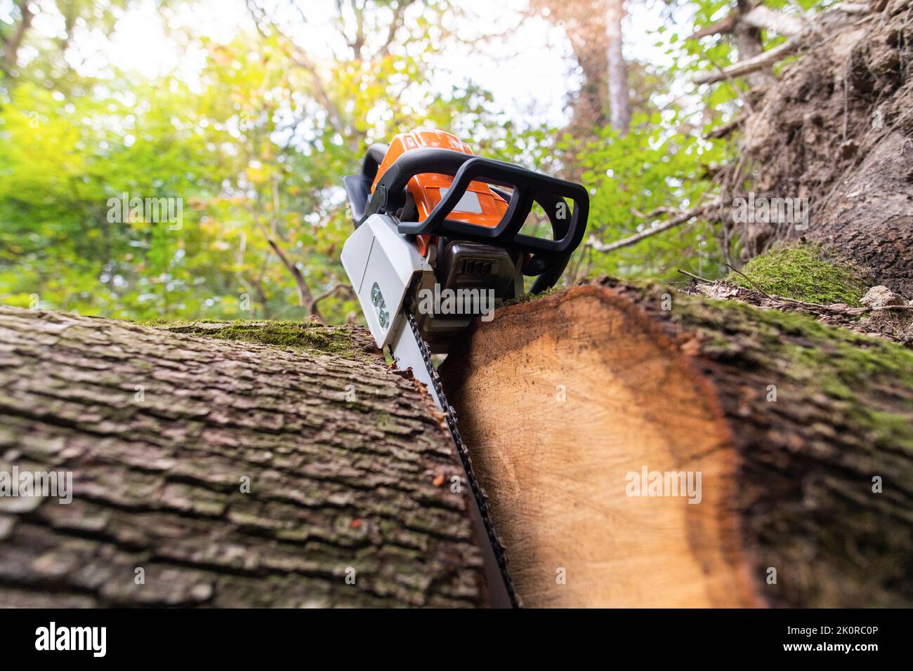 Work tool petrol Chainsaw lying on log In The Forest Stock Photo - Alamy