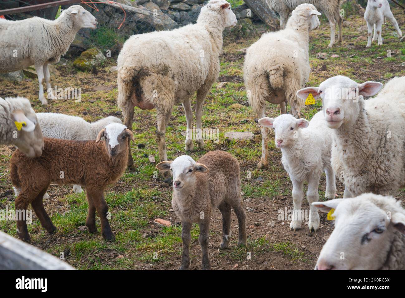 Flock of sheep in a pen Stock Photo - Alamy