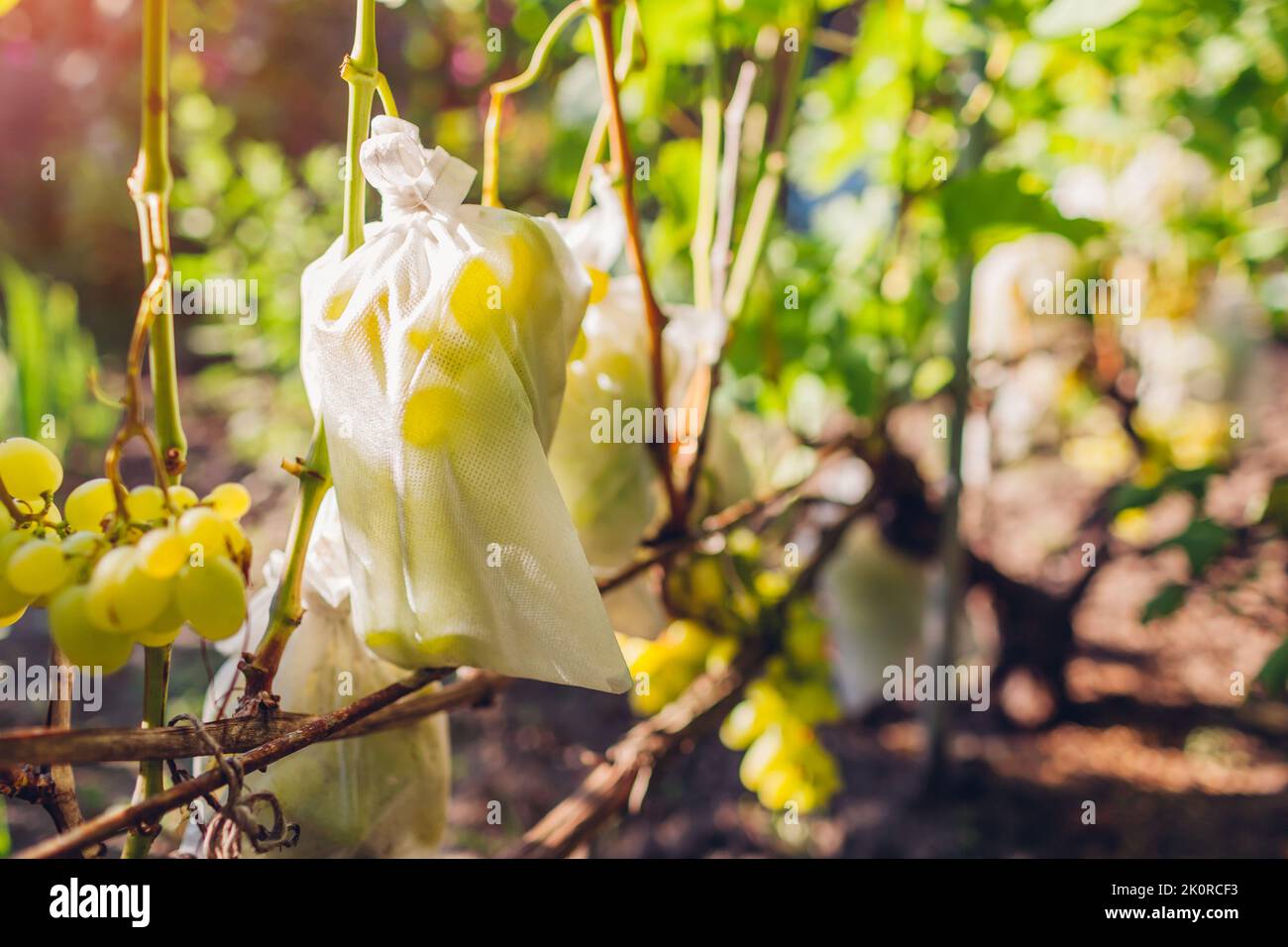 Food pouches packaging close hi-res stock photography and images - Alamy