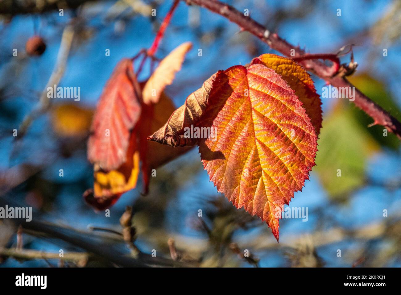 Orange and Yellow Bramble Leaf in Autumn. Rubus fruticosus Stock Photo ...