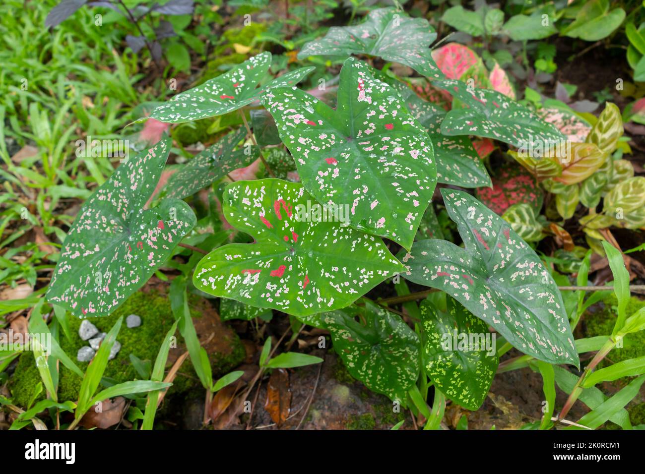 Queen of the leafy family araceae hi-res stock photography and images ...