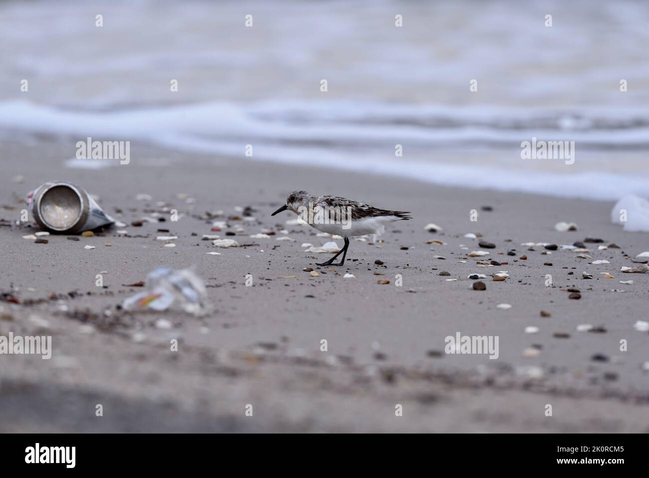 A side view of adorable Sanderling on the dirty sandy beach Stock Photo ...