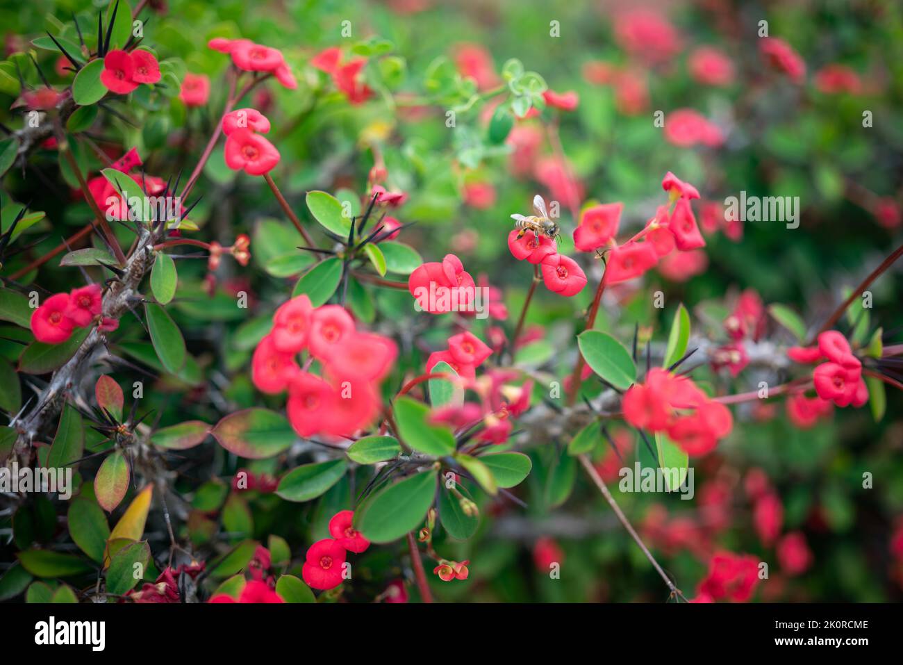 Mostly blurred red flower background of Crown of thorns or Christ plant ...