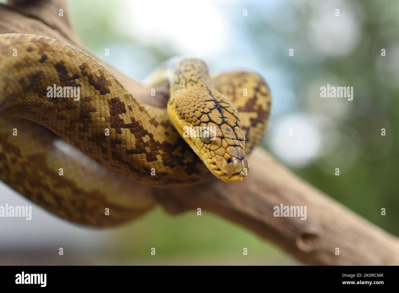 Snake around hi-res stock photography and images - Alamy