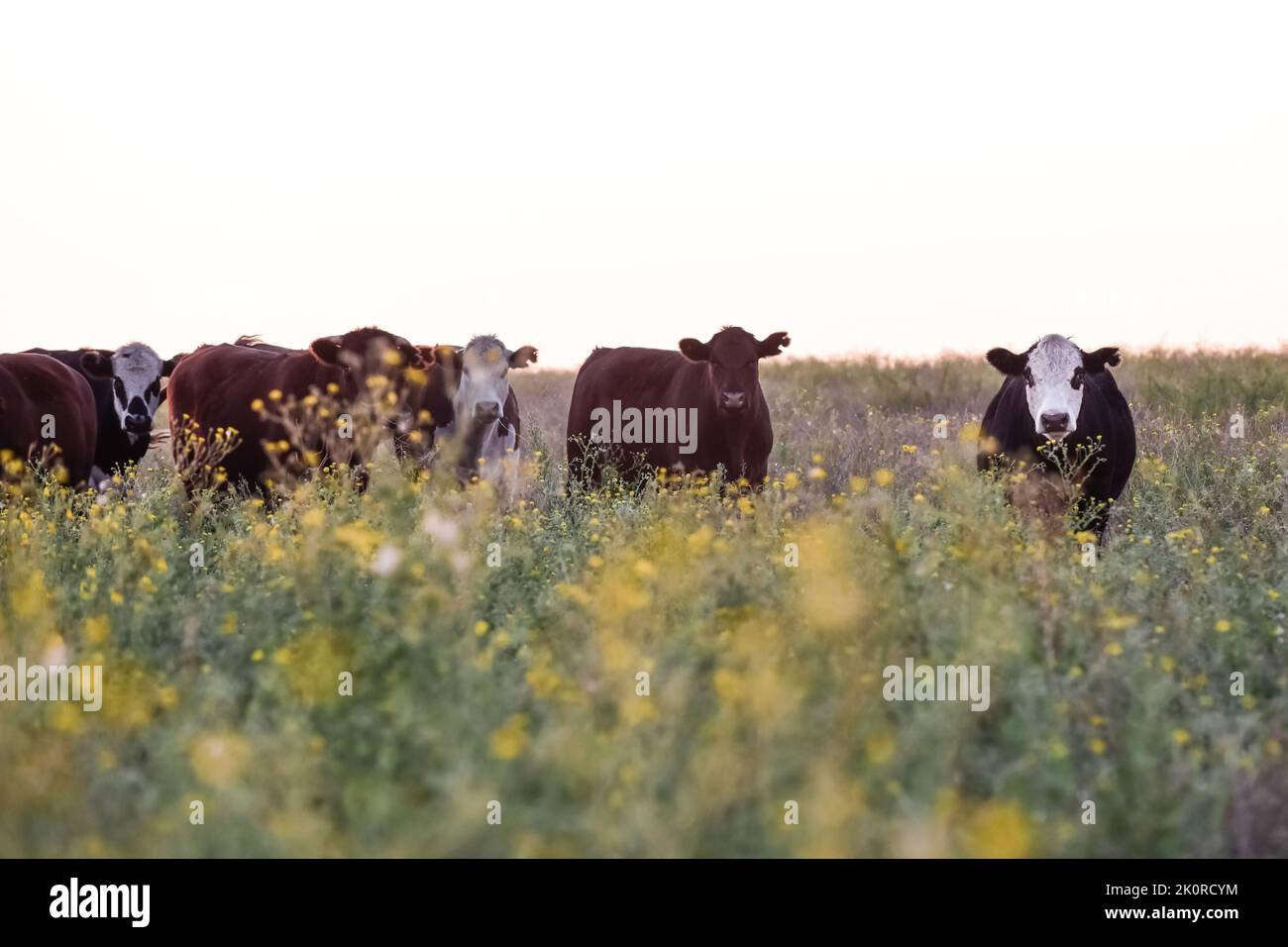 Cows raised with natural pastures, meat production in the Argentine ...