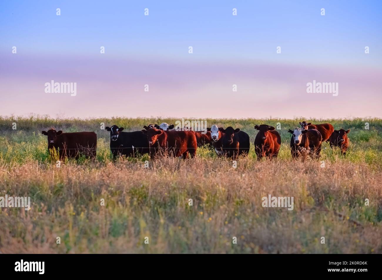 Cows raised with natural pastures, meat production in the Argentine ...