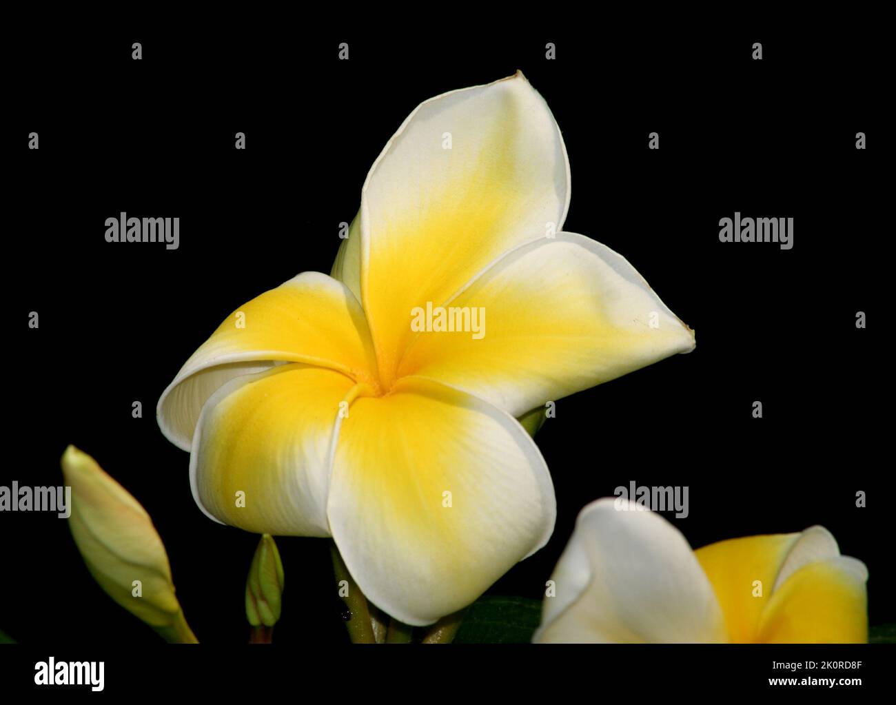 Plumeria Alba Flower with Black Background Stock Photo - Alamy