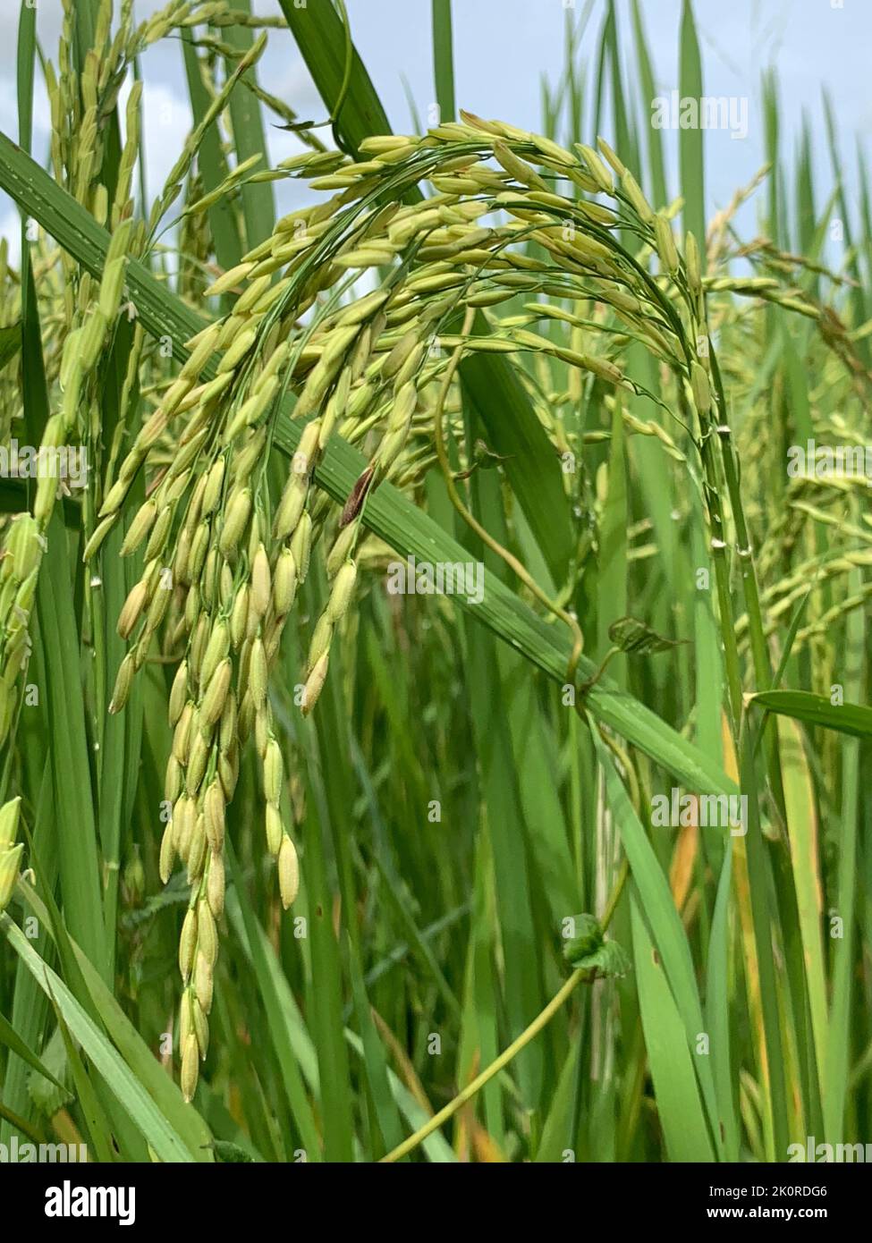 A vertical closeup of a green rice plant field during daytime Stock ...