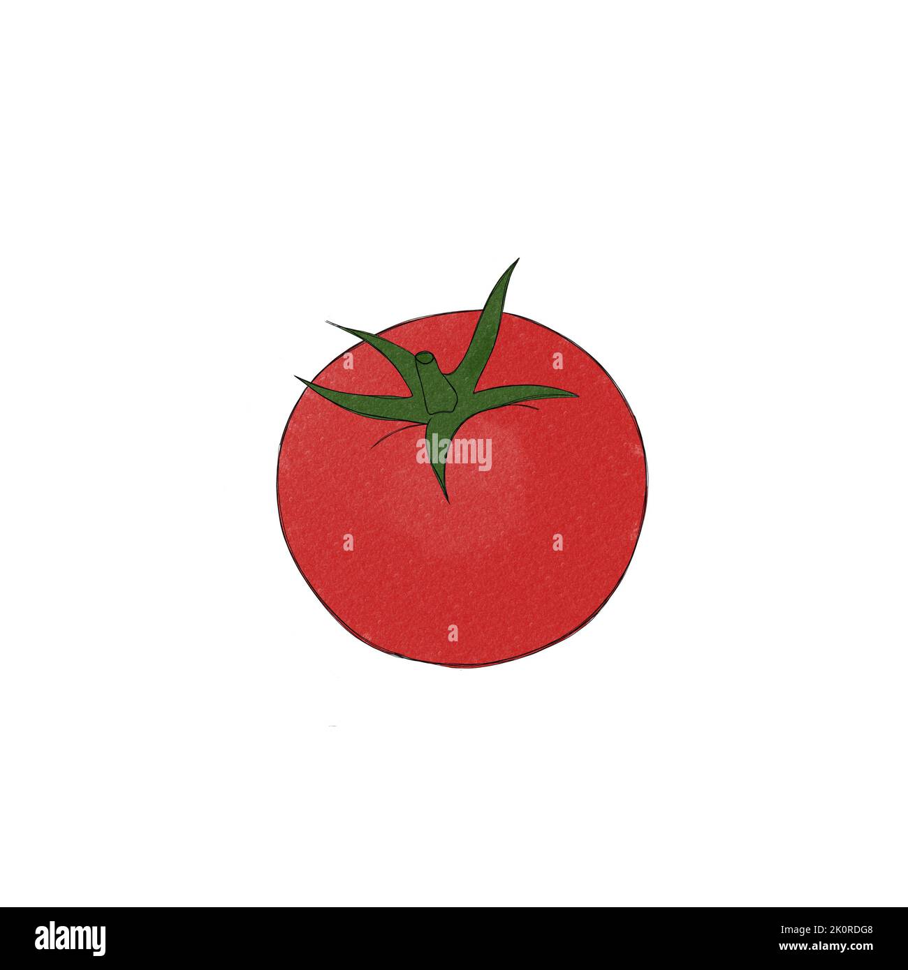 delicious ripe red tomato - watercolor freehand illustration of a ...
