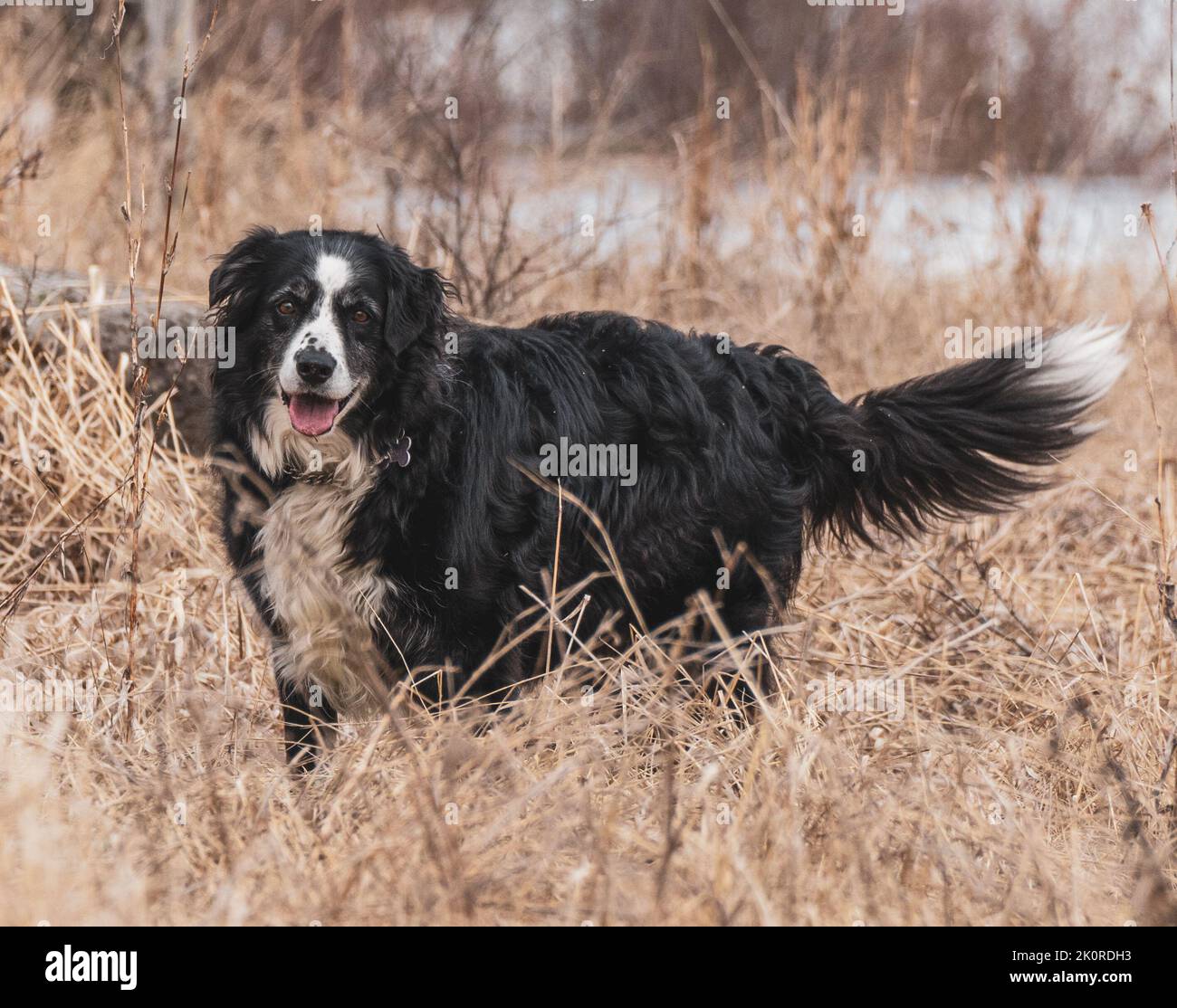 A closeup shot of a cute black Border Collie outdoors Stock Photo - Alamy