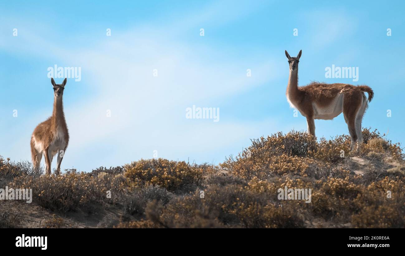 Guanacos in arid environment,Patagonia Stock Photo - Alamy
