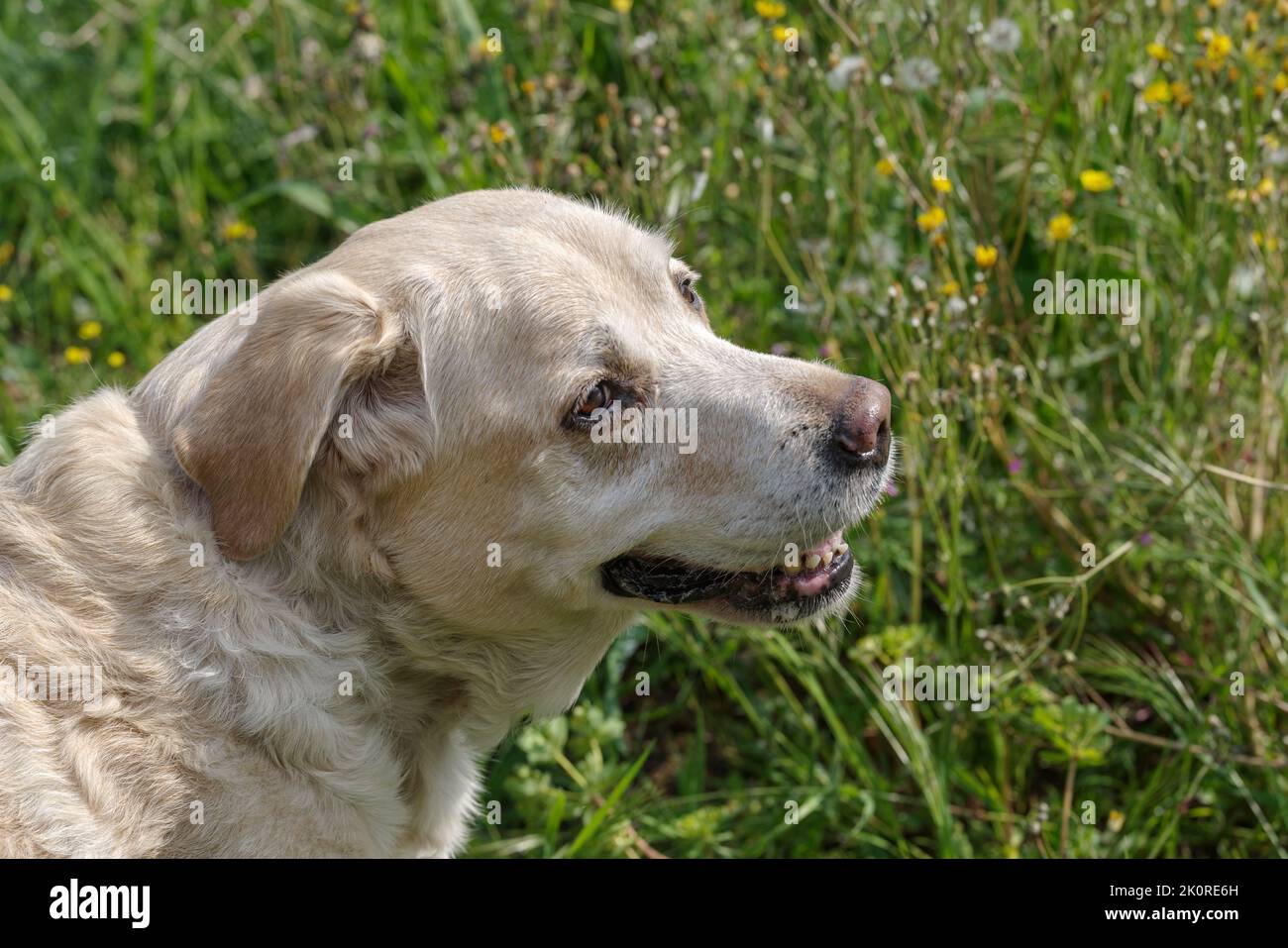 Senior yellow labrador retriever hi-res stock photography and images ...