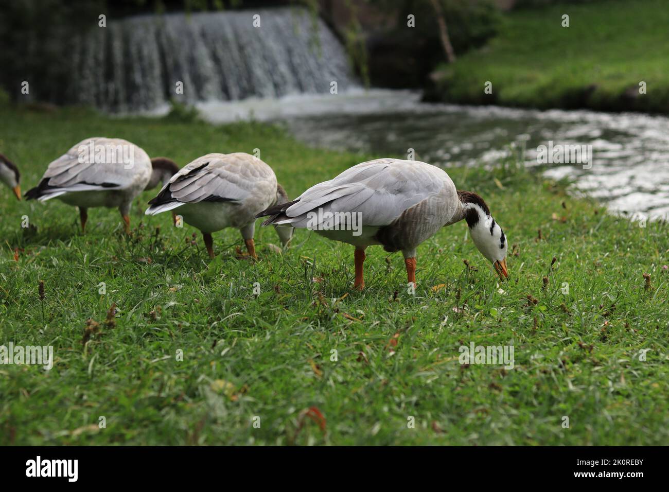 The bar-headed geese grazing in the green field Stock Photo - Alamy