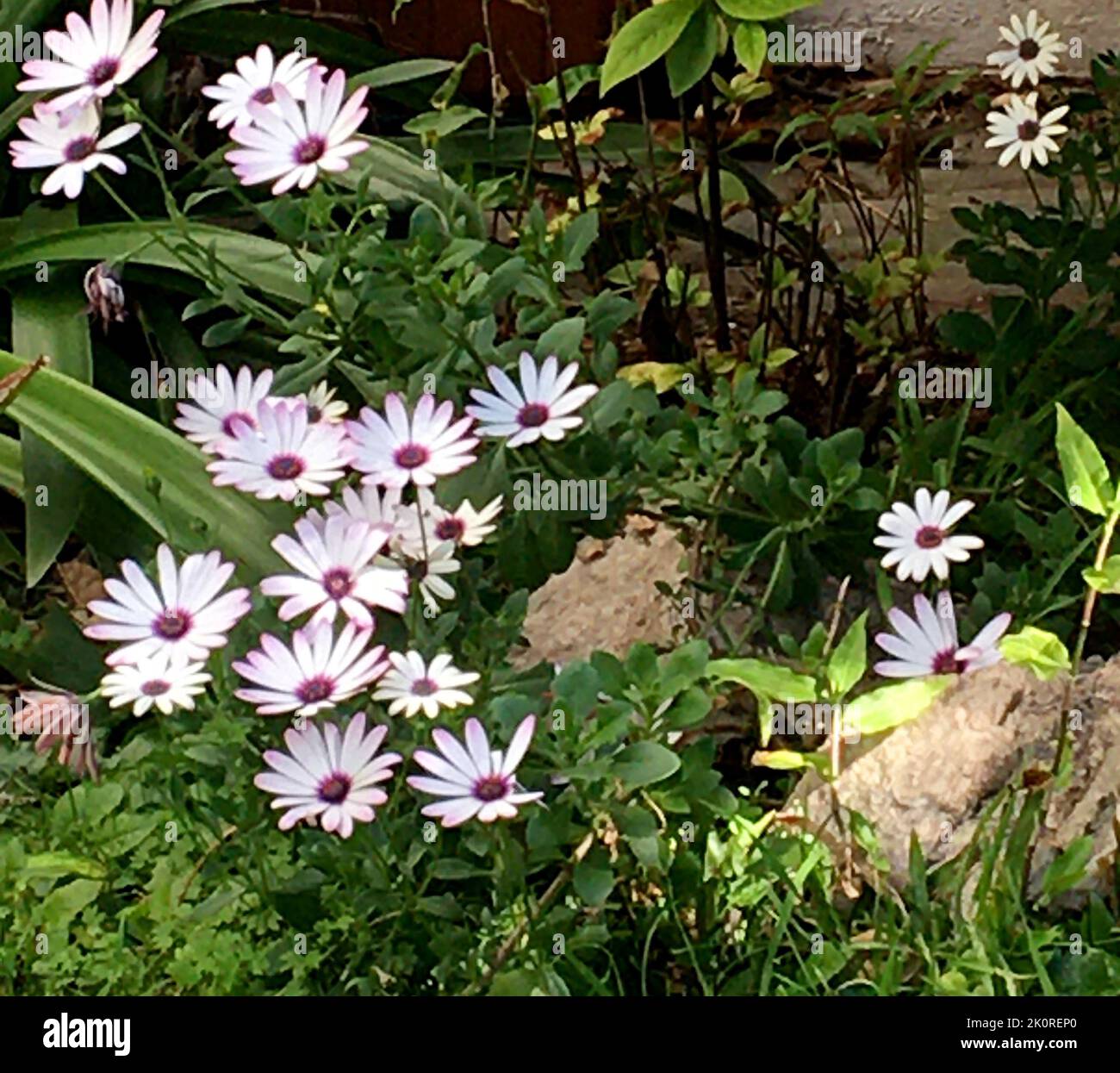 Colorful daisy flowers in the garden Stock Photo - Alamy