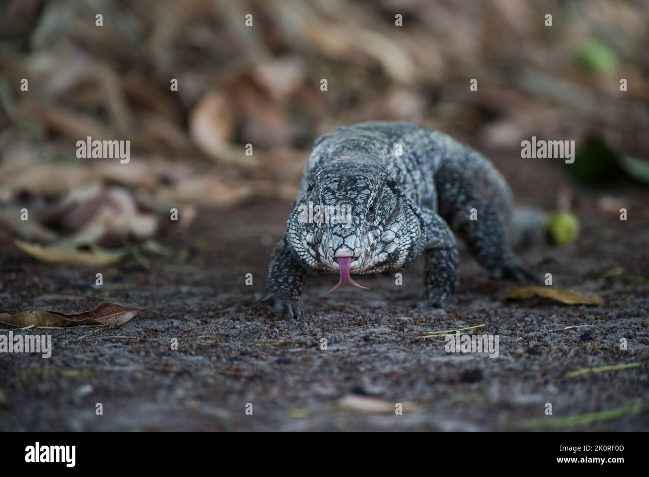 Argentine black and white tegu lizard Stock Photo - Alamy