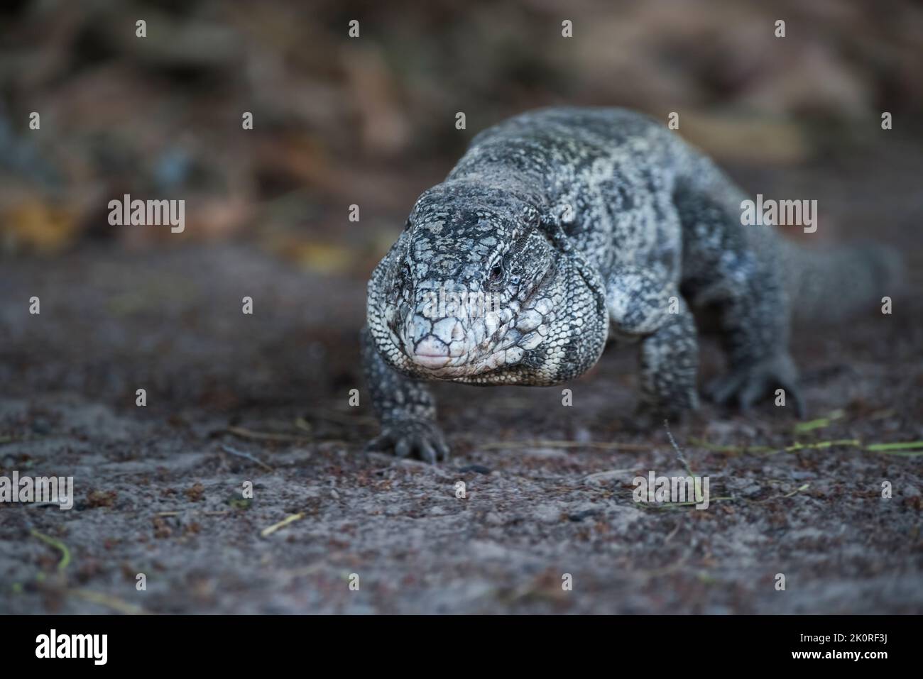 Argentine black and white tegu lizard Stock Photo - Alamy