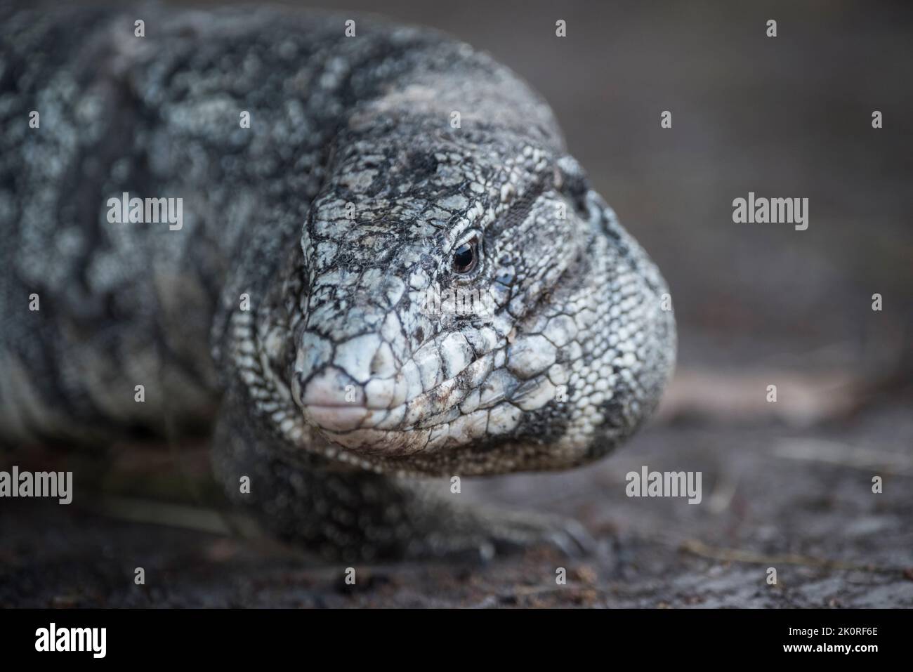 Argentine black and white tegu lizard Stock Photo - Alamy